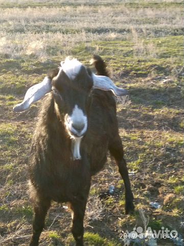 Козел нубийский