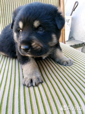 Щенки бесплатно