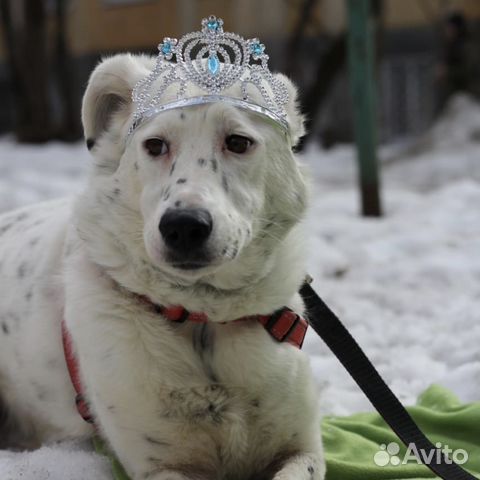 Красивая собака бесплатно