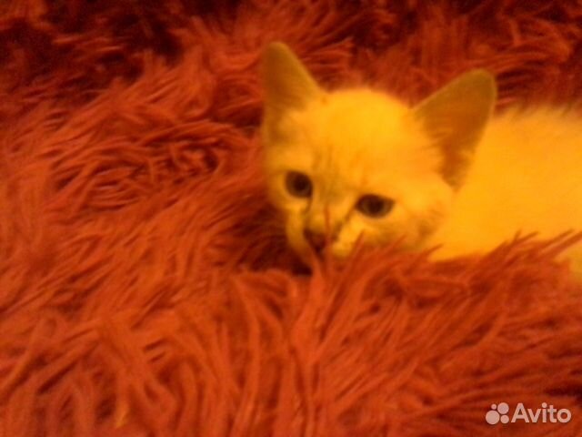 Катёнки сиамские