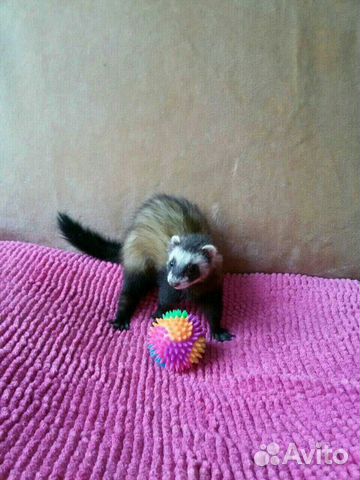 Хорёк декоративный