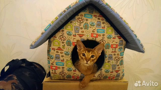 Абиссинский котенок