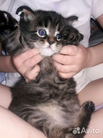 Котик ты ваш дом с доставкой