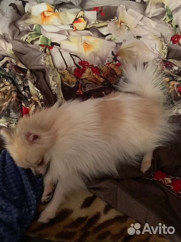 Шпиц девочка