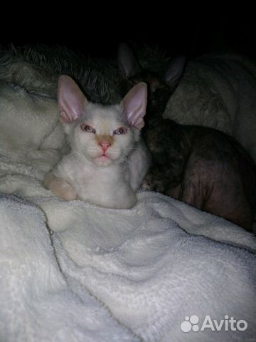 Котенок сфинкс