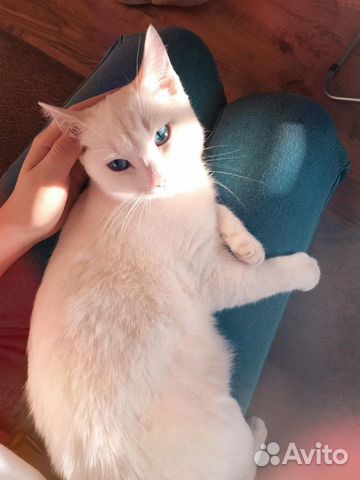 Продается кот