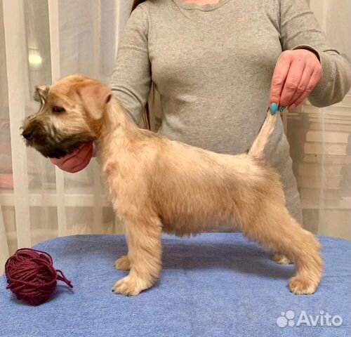 Ирландский мягкошёрстный пшеничный терьер