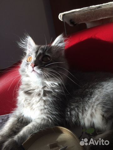 Котёнок в дар