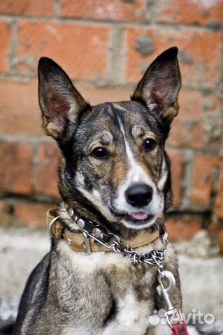 Собака Джесси в дар