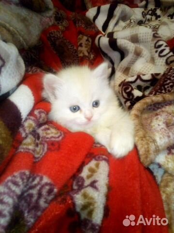 Котята