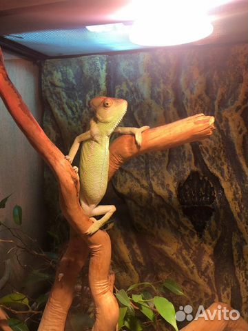 Йеменский хамелеон