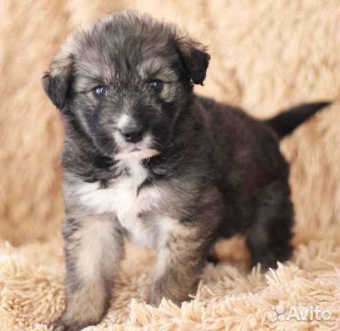 Маленький миленький мальчишка шмель ищет семью