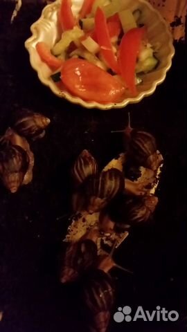 Ахатины иммакулята