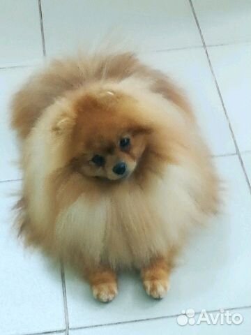 Наш папочка, девочки рыжульки