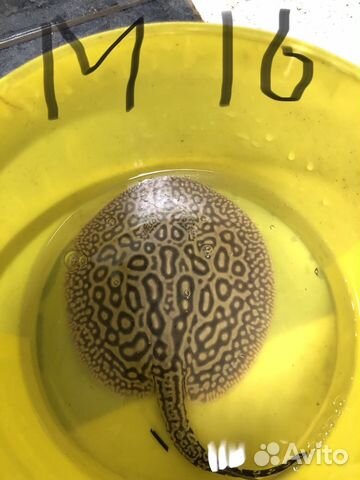 Скат Жемчужный potamotrygon sp.Pearl