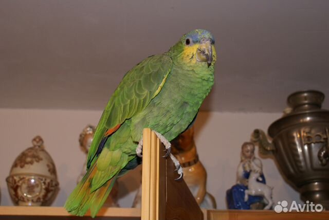 Попугай амазон