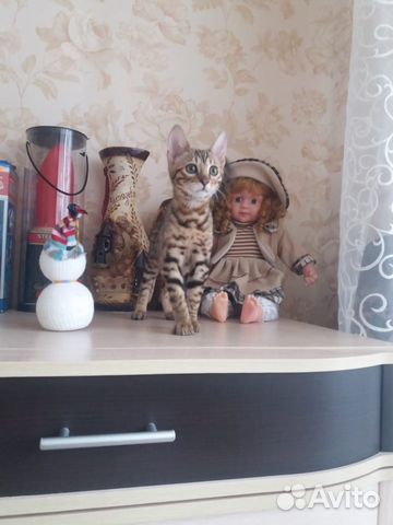 Продаю котёнка бенгала
