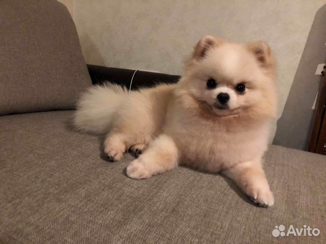 Шпиц связки