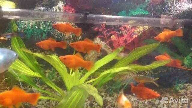 Меченосцы красные