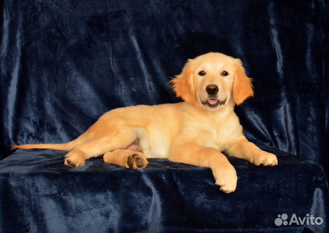 Шикарные щенки золотистого ретривера РКФ