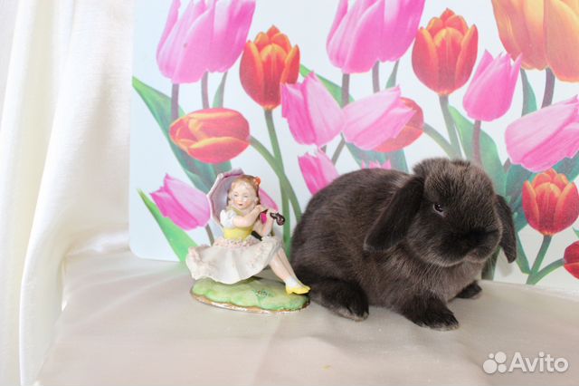 Карликовый кролик