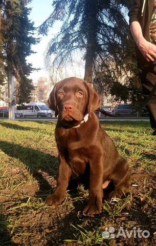 Шоколадные медвежата