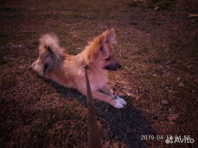 Подросток шпица в добрые руки