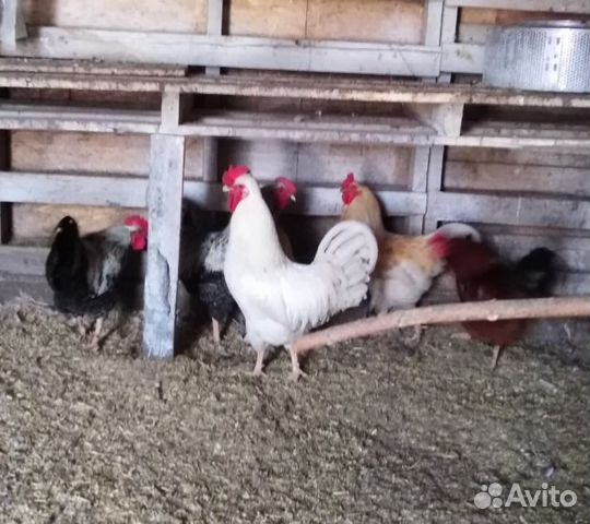 Петухи молодые домашние