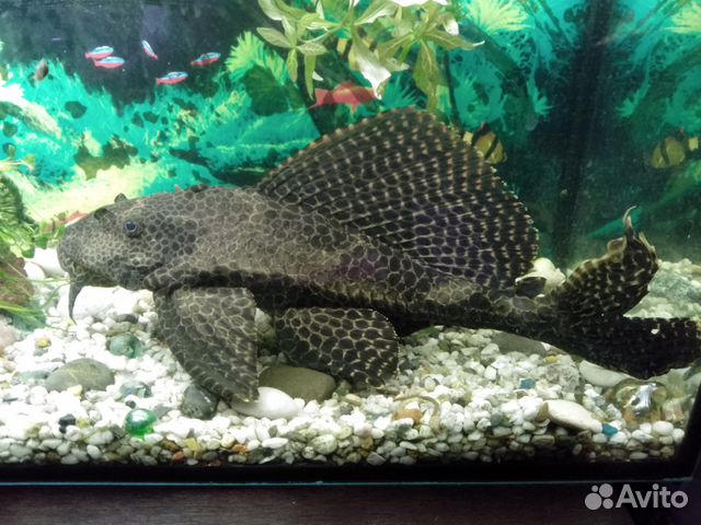 Парчевый сом или птергоплихт