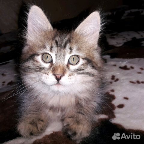 Котёнок сибирячок