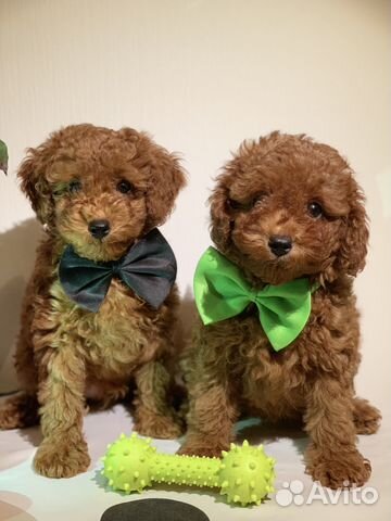 Щенки Мальтипу