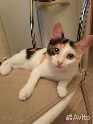 Трехцветный счастливый котенок