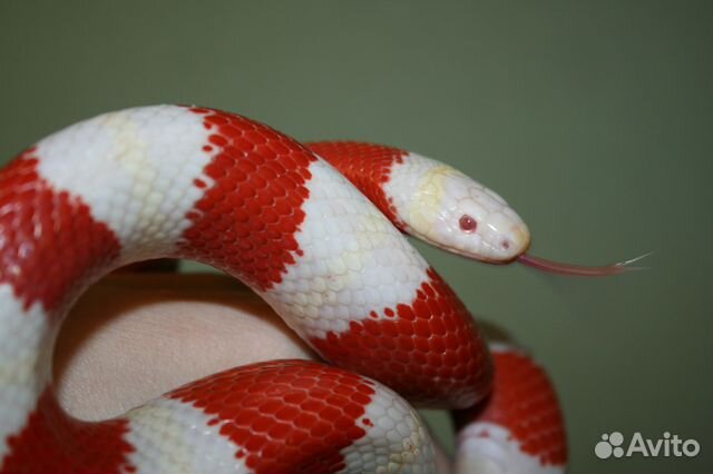 Молочные змеи Нельсона(пара)