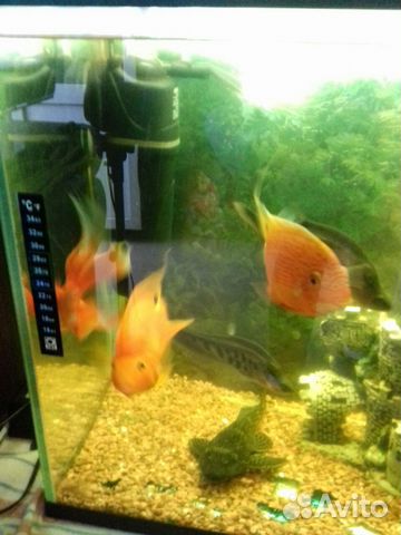 Отдам рыбок