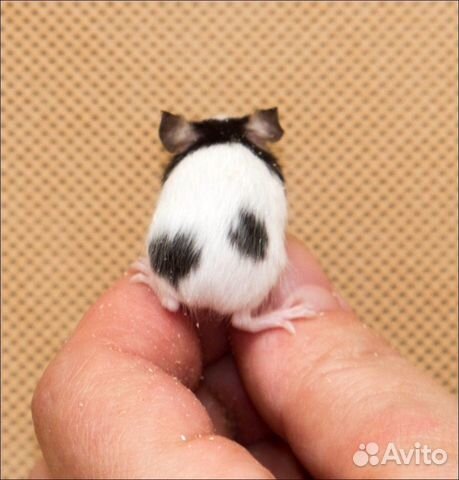 Японские мышки