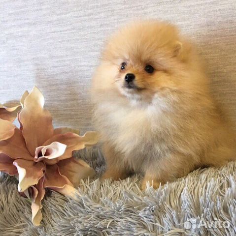 Померанский шпиц