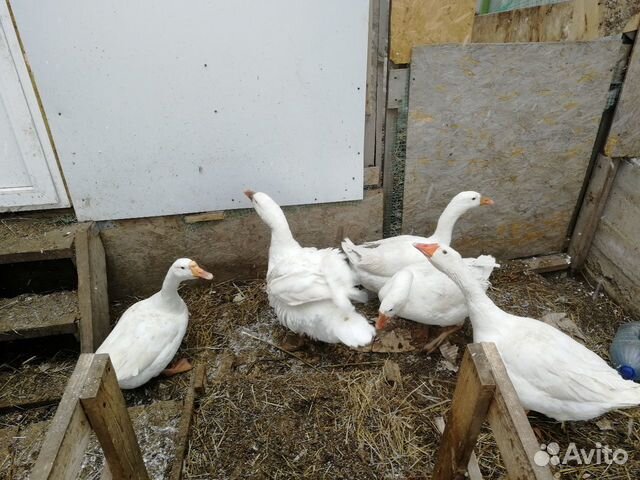 Гуси, семья