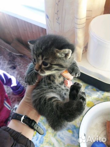 Котята девочки 1 мес