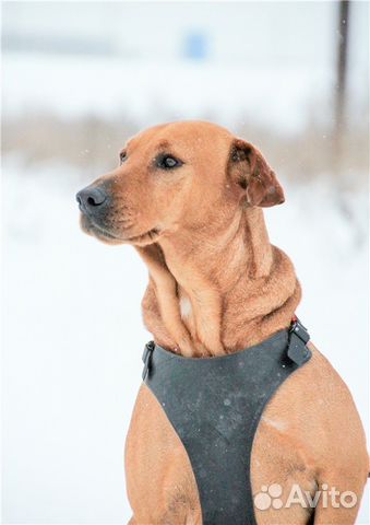 Метис шарпея Кеннеди в дар