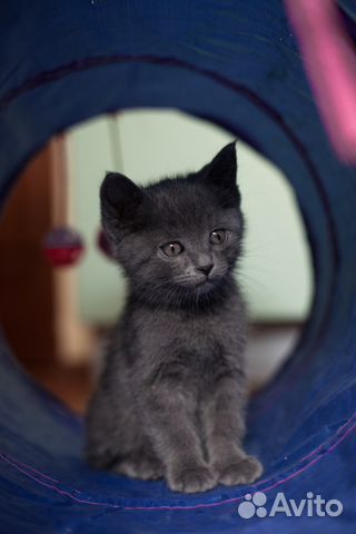 Котенок Месси в добрые руки