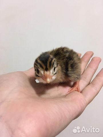 Цесарята бройлерные крапчатые