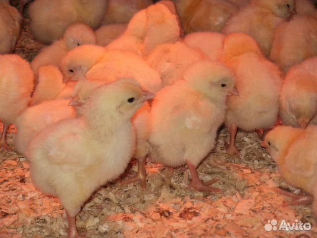 Цыплята бройлеров