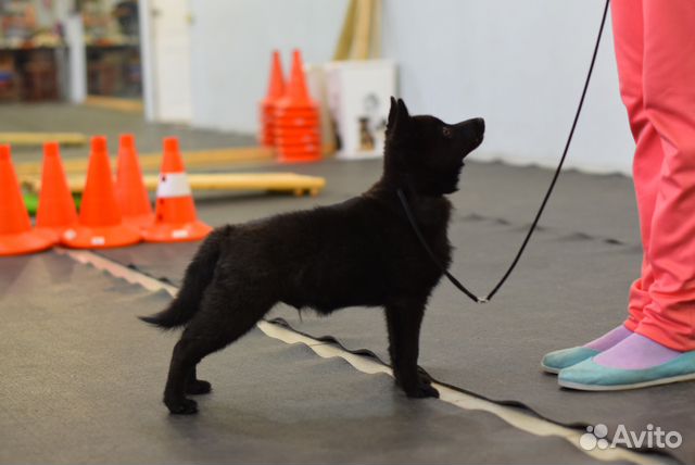 Схипперке - мини овчарка