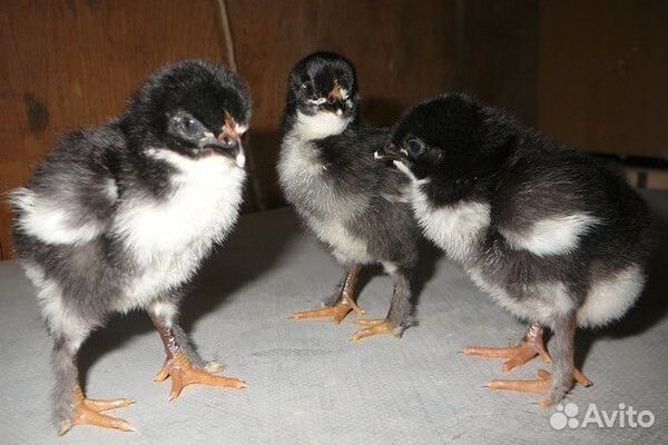 Продам цыплят