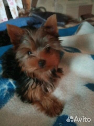 Милая девочка йоркширского терьера