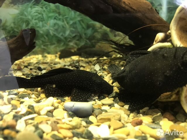 Сом звездчатый