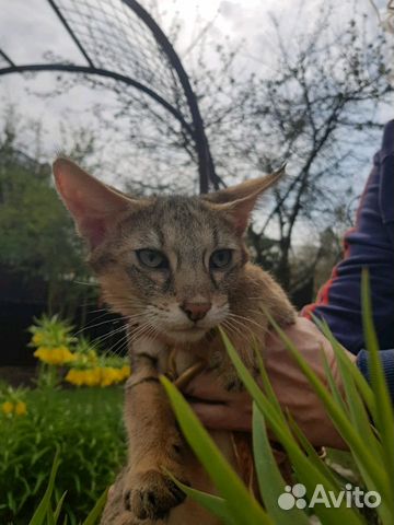 Кошечка Чаузи ф1