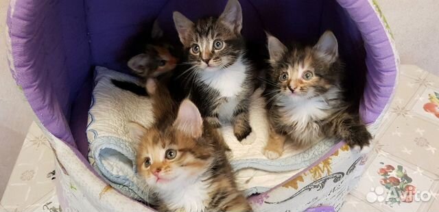 Котята лесные норвежские метисы 1,5мес