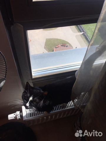 Кошка Дафна