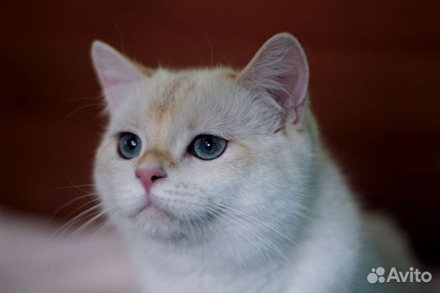 Шиншилла, пойнт, ny1133